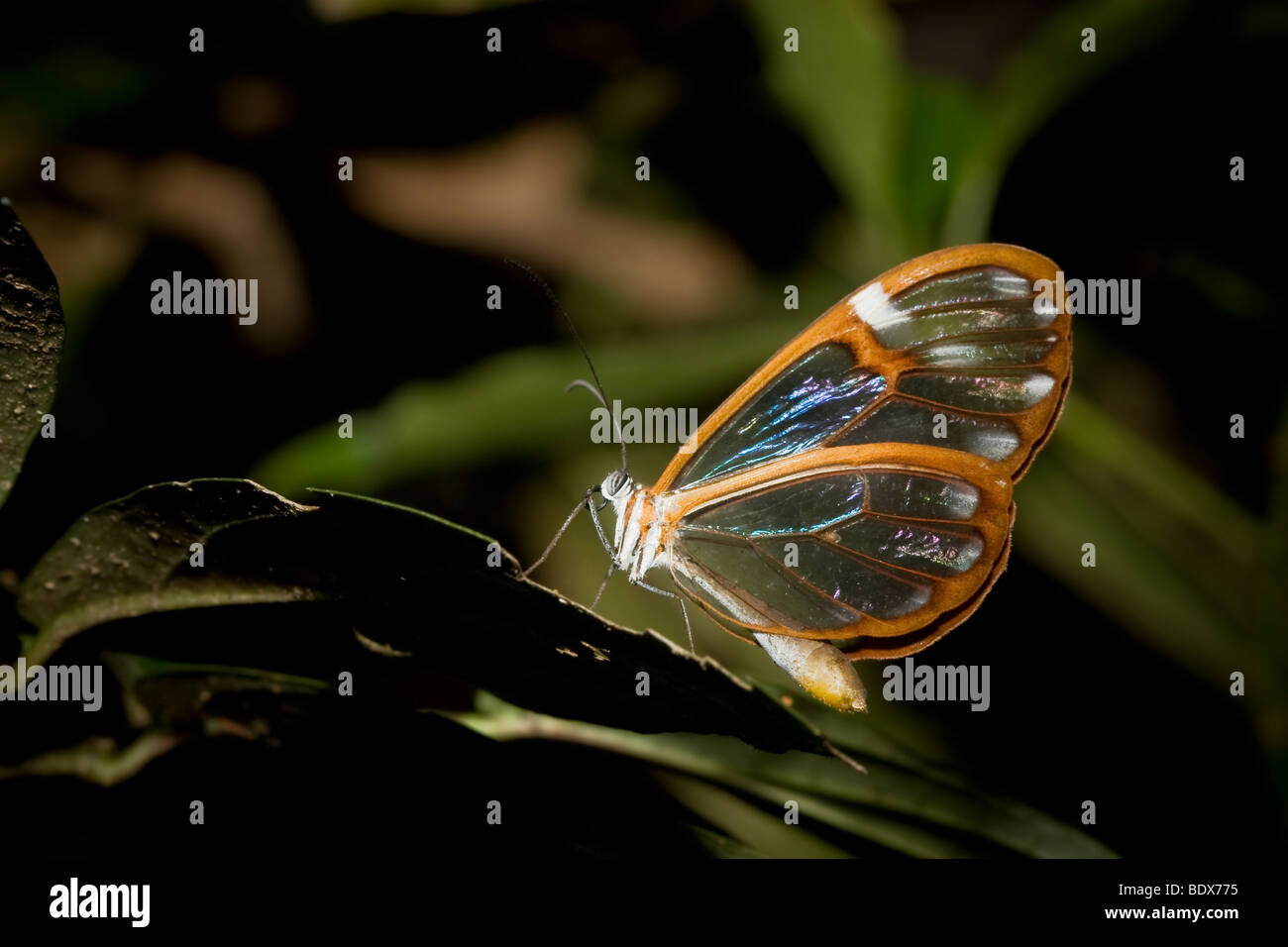 Clearwing butterfly, order Lepidoptera, family Nymphalidae ...