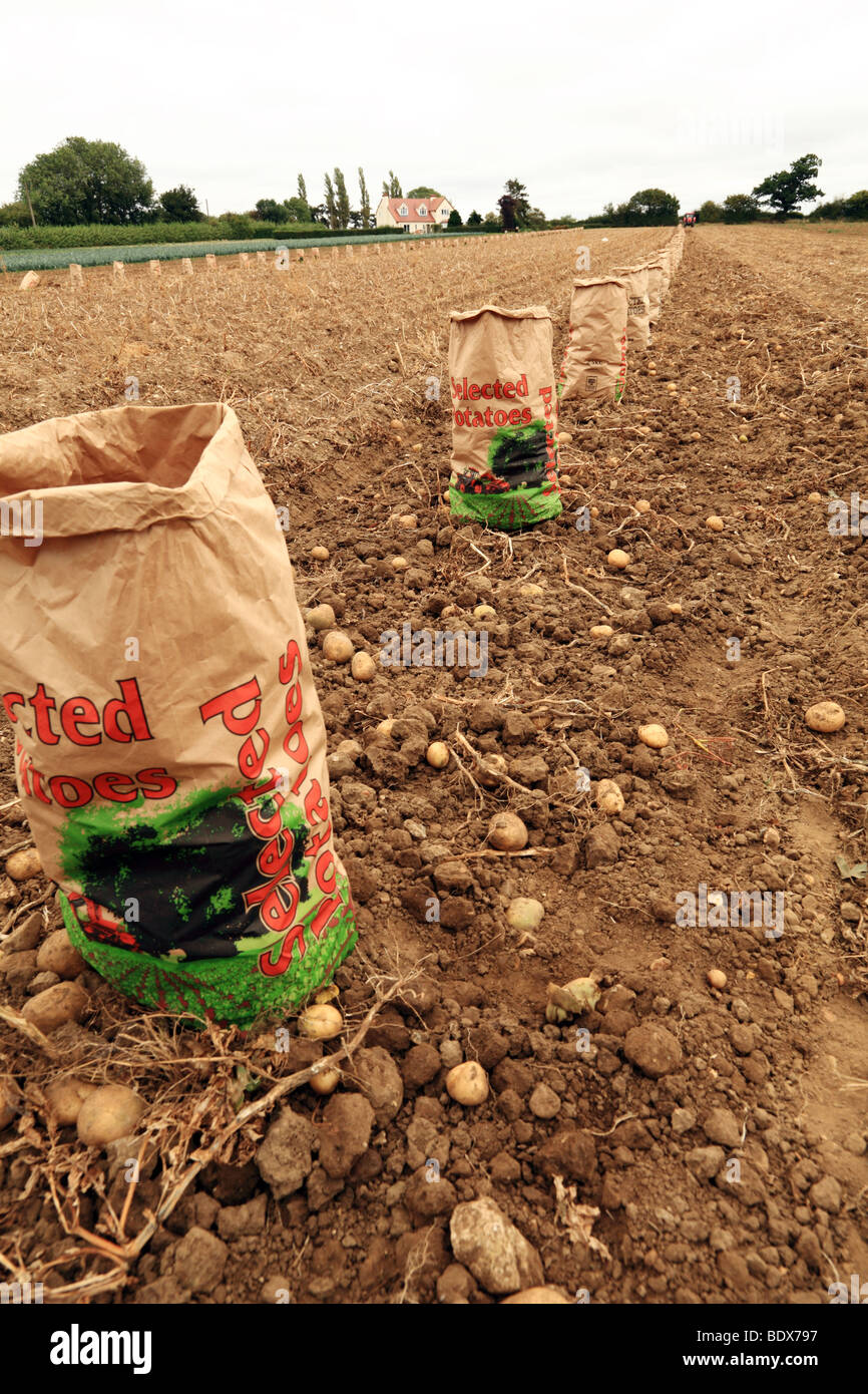 Harvesting potatoes paper sacks hi-res stock photography and images - Alamy
