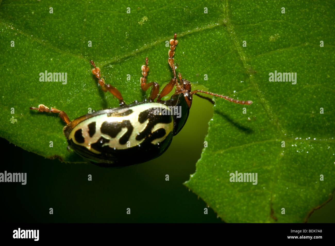 An ornately patterned beetle in the cloud forests of Monteverde, Costa ...