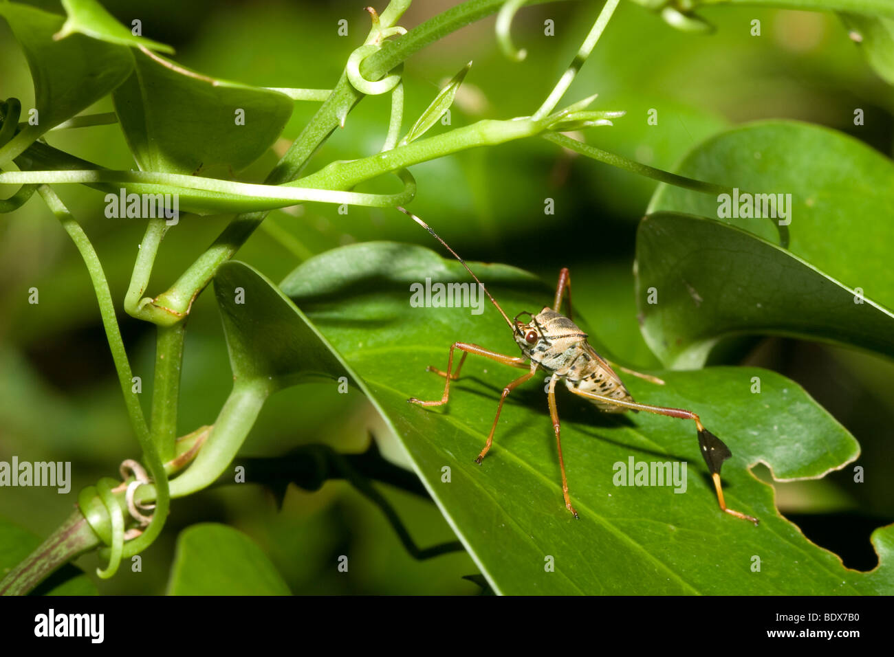 Family coreidae hi-res stock photography and images - Alamy