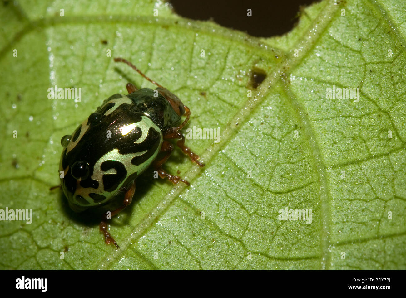 An ornately patterned beetle in the cloud forests of Monteverde, Costa ...