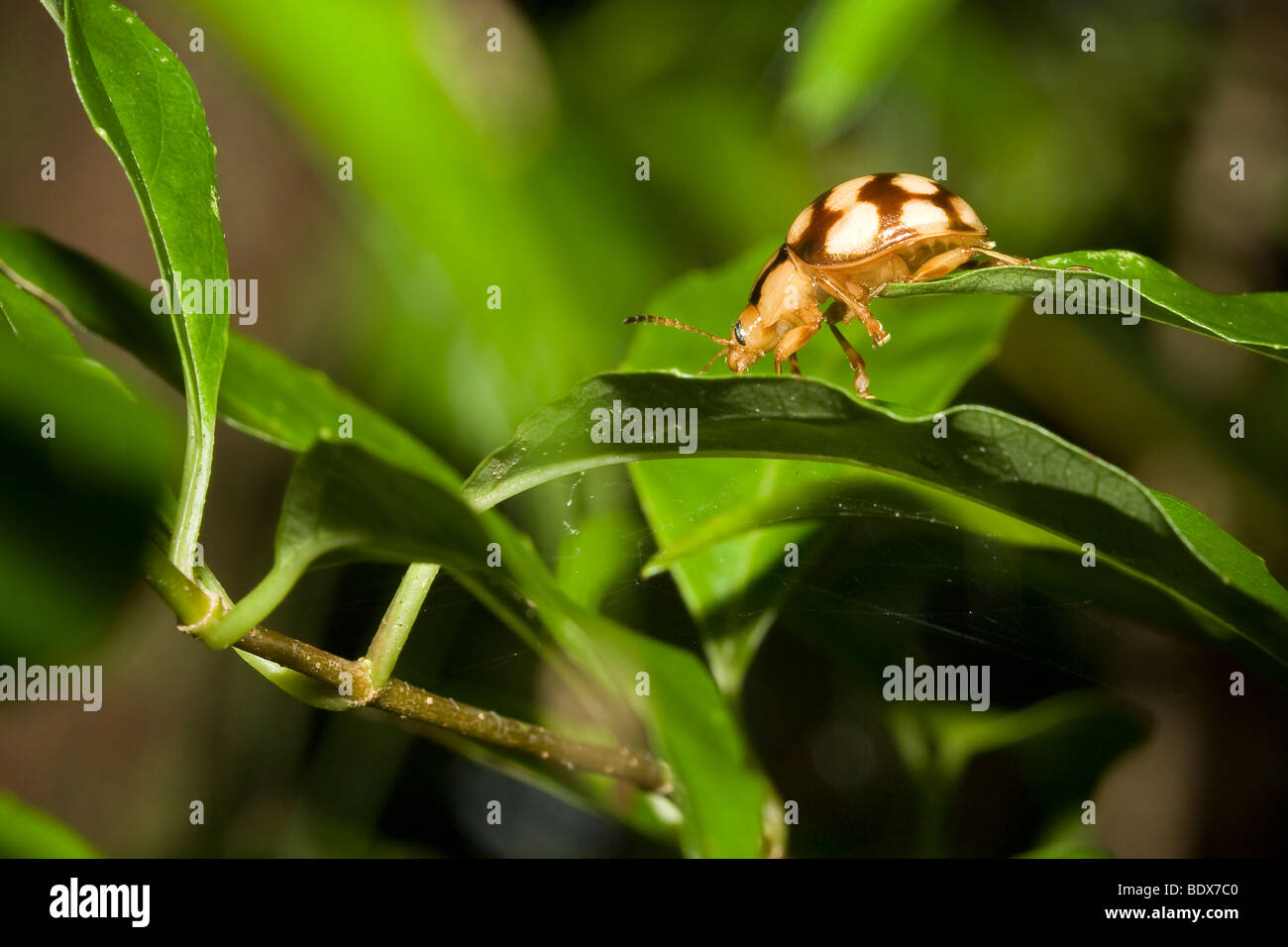 An ornately patterned beetle in the cloud forests of Monteverde, Costa ...