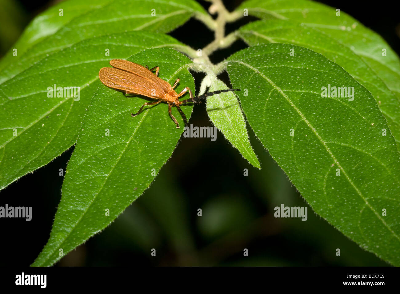 Net winged beetle hi-res stock photography and images - Alamy