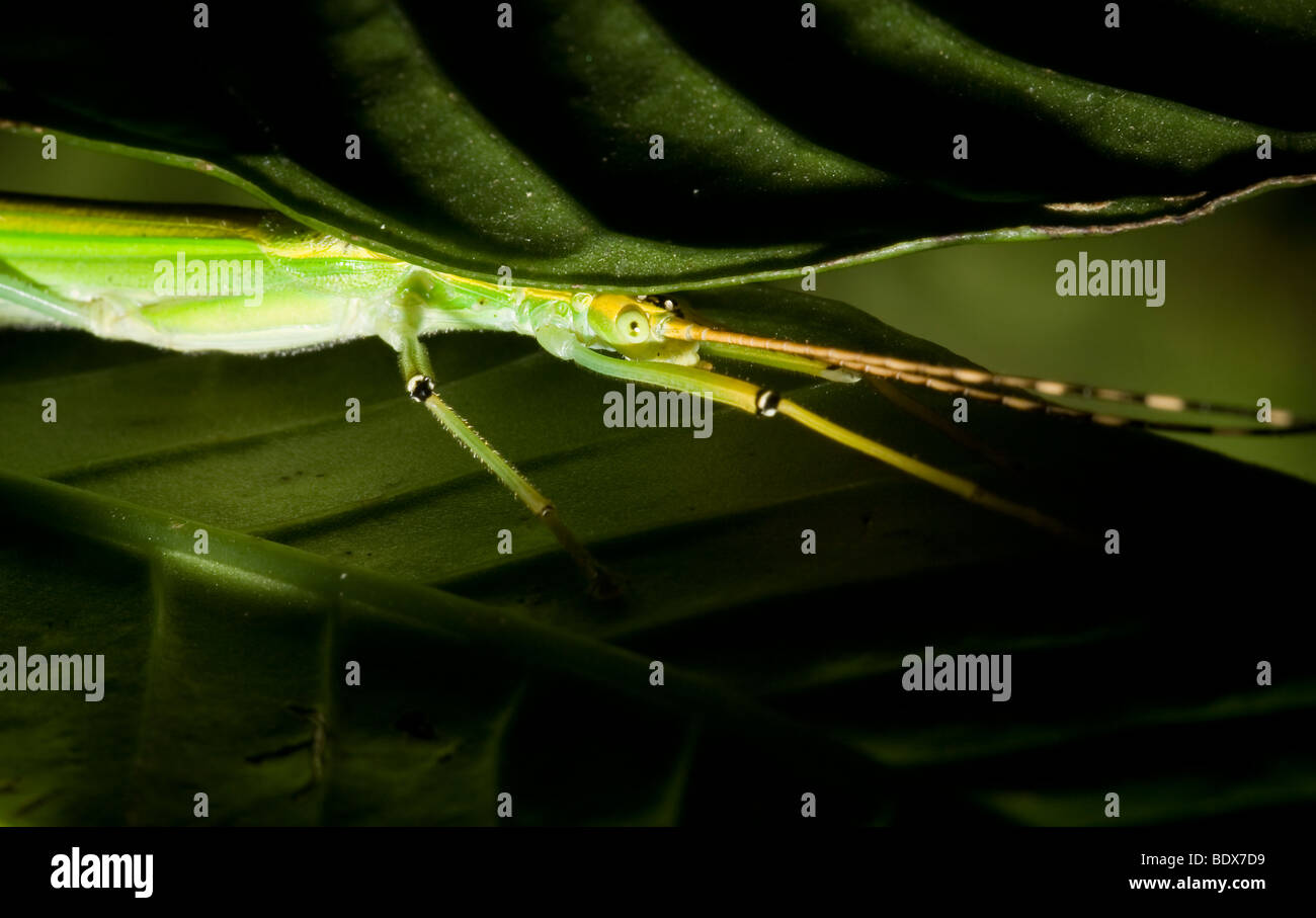 Stick insect, also known as a walking stick, concealed between two ...