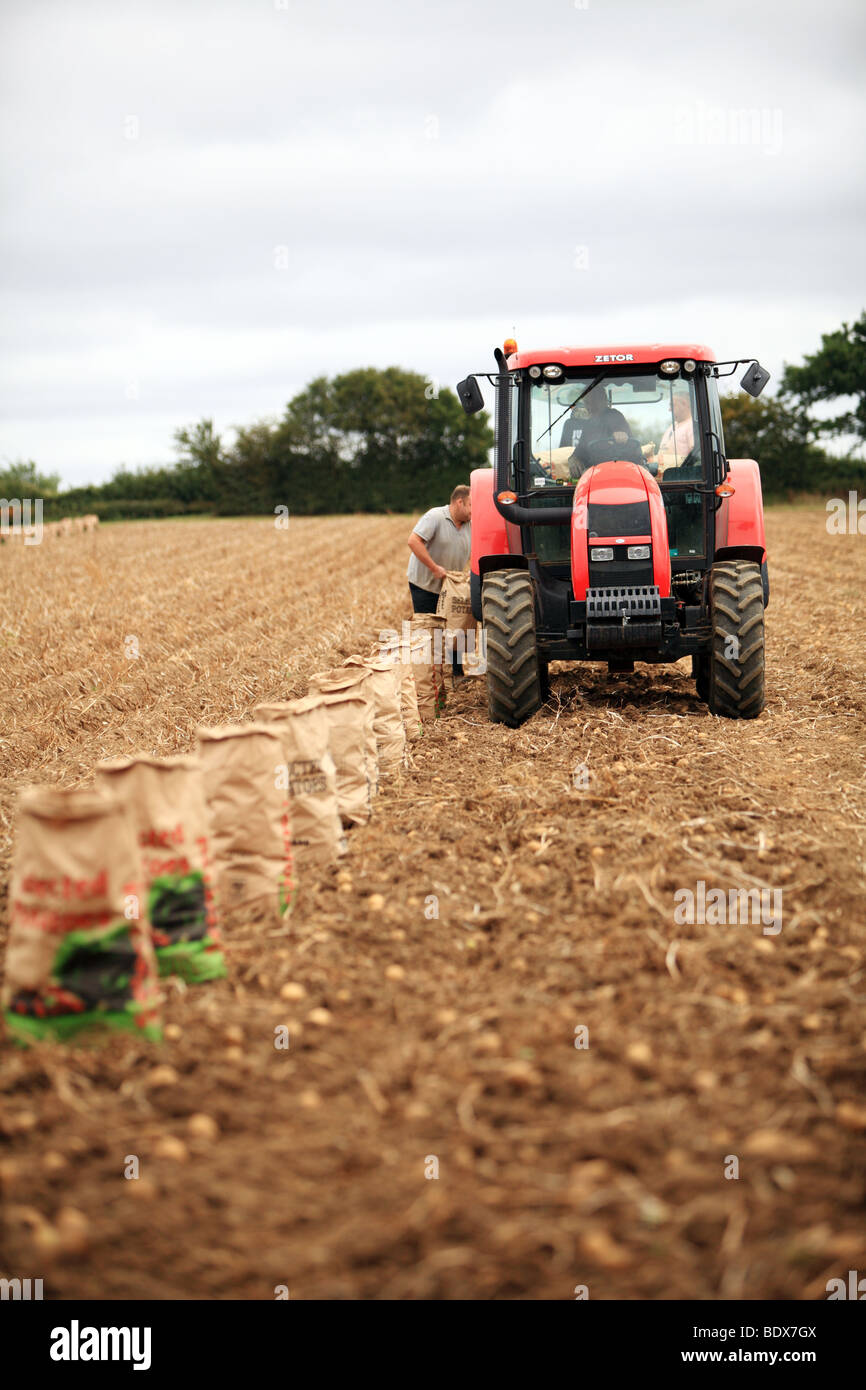 Growing potatoes in bags hi-res stock photography and images - Alamy