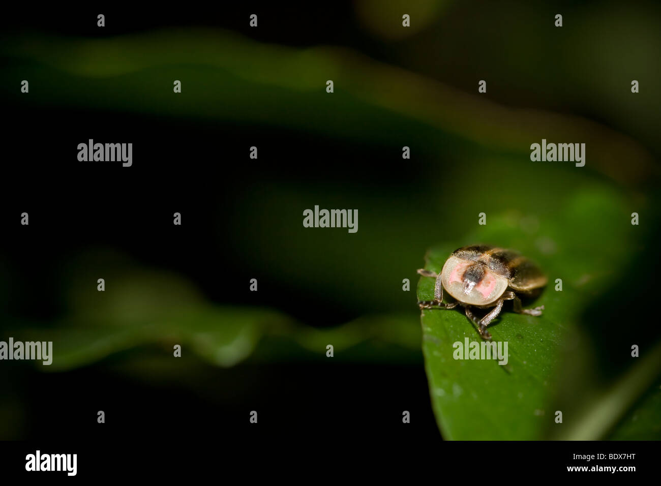 Front view of a firefly, order Coleoptera, family Lampyridae ...