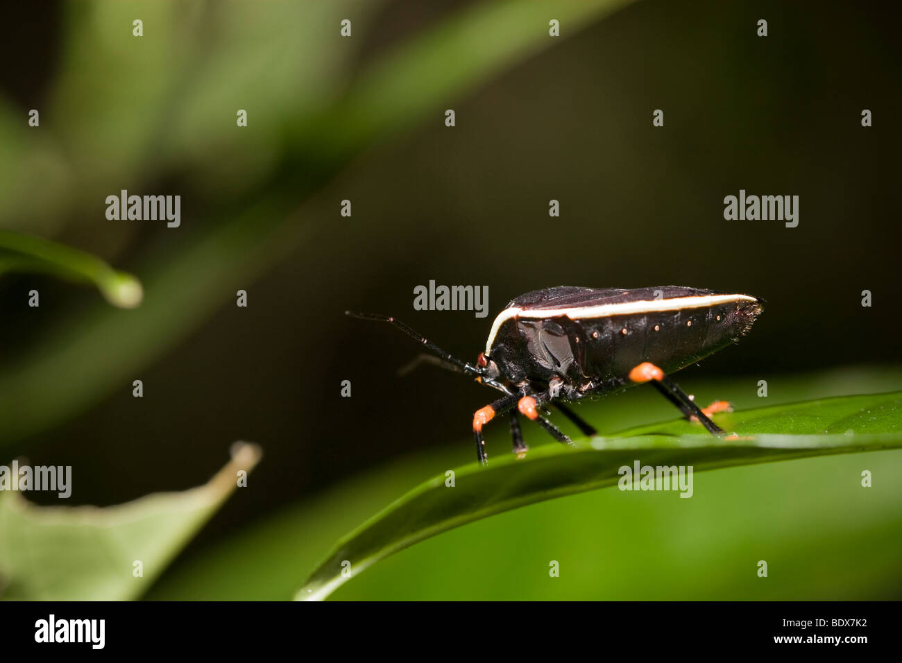 Tropical shield bug, order Hemiptera, family Pentatomidae. Photographed ...