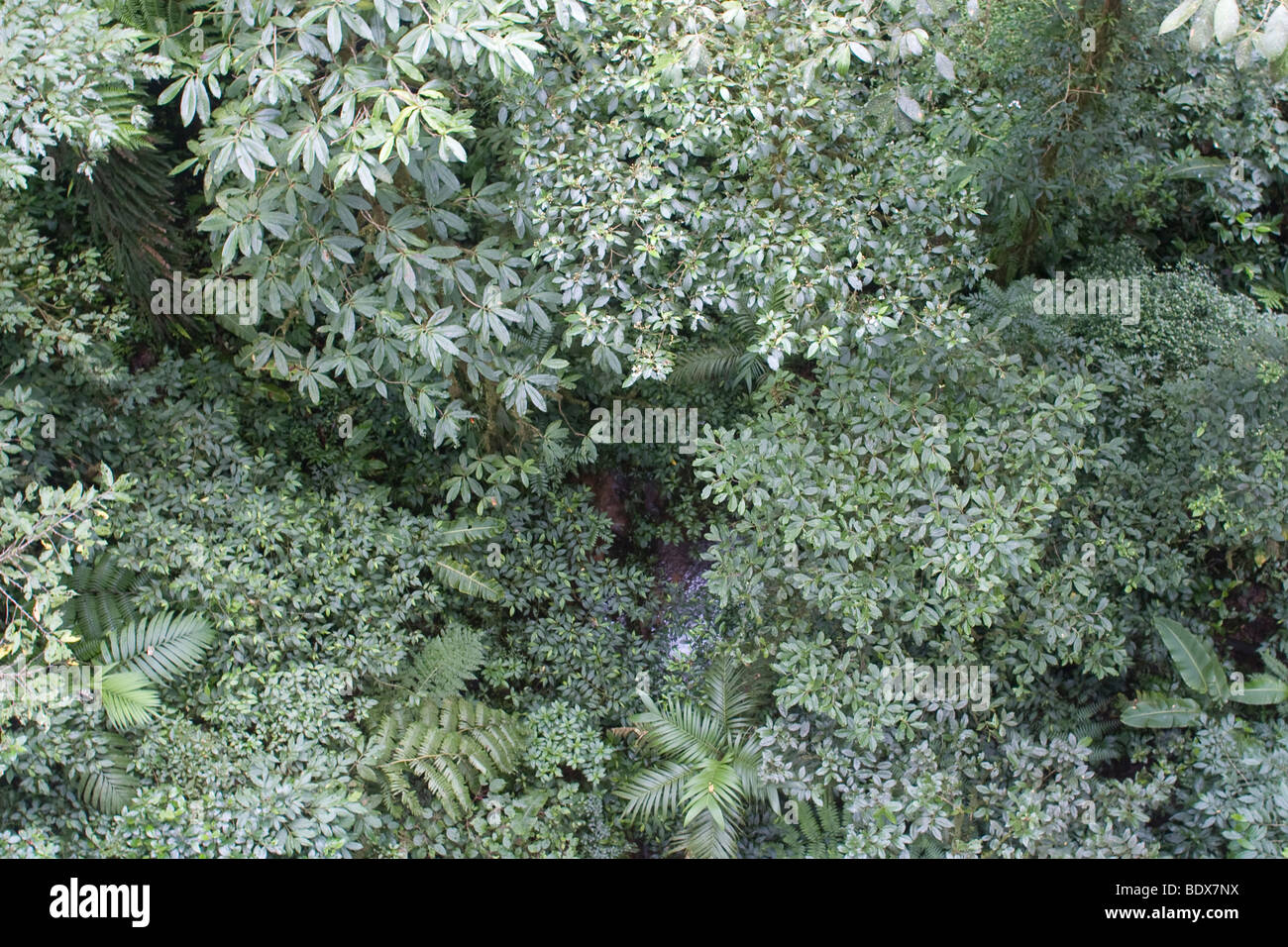 View of a rainforest stream from above. Photographed in Costa Rica ...