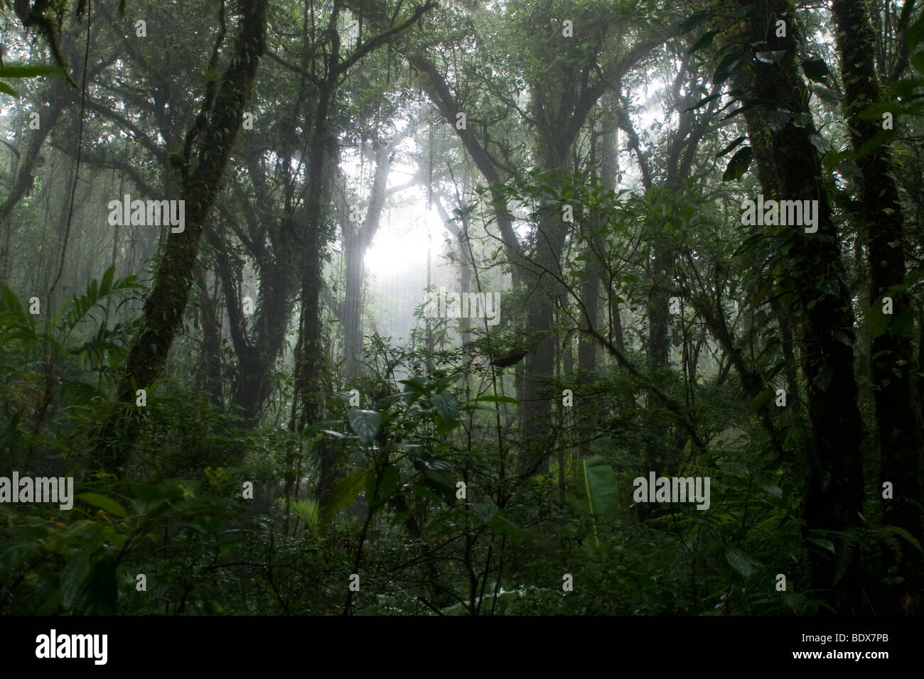 Jungle opening hi-res stock photography and images - Alamy