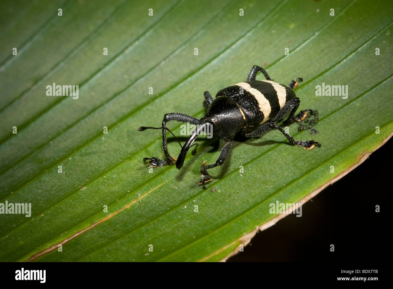 Black and white striped weevil, order Coleoptera, family Curculionidae ...