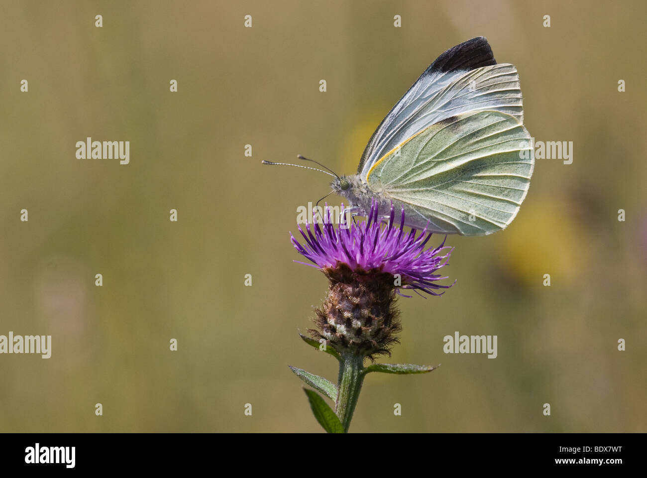 Large white butterfly hi-res stock photography and images - Alamy