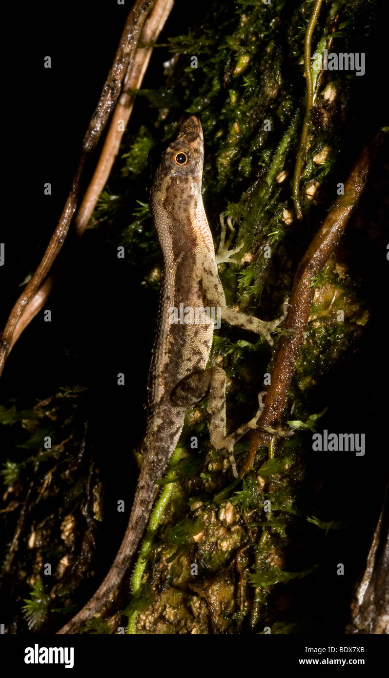 Anole sp hi-res stock photography and images - Alamy