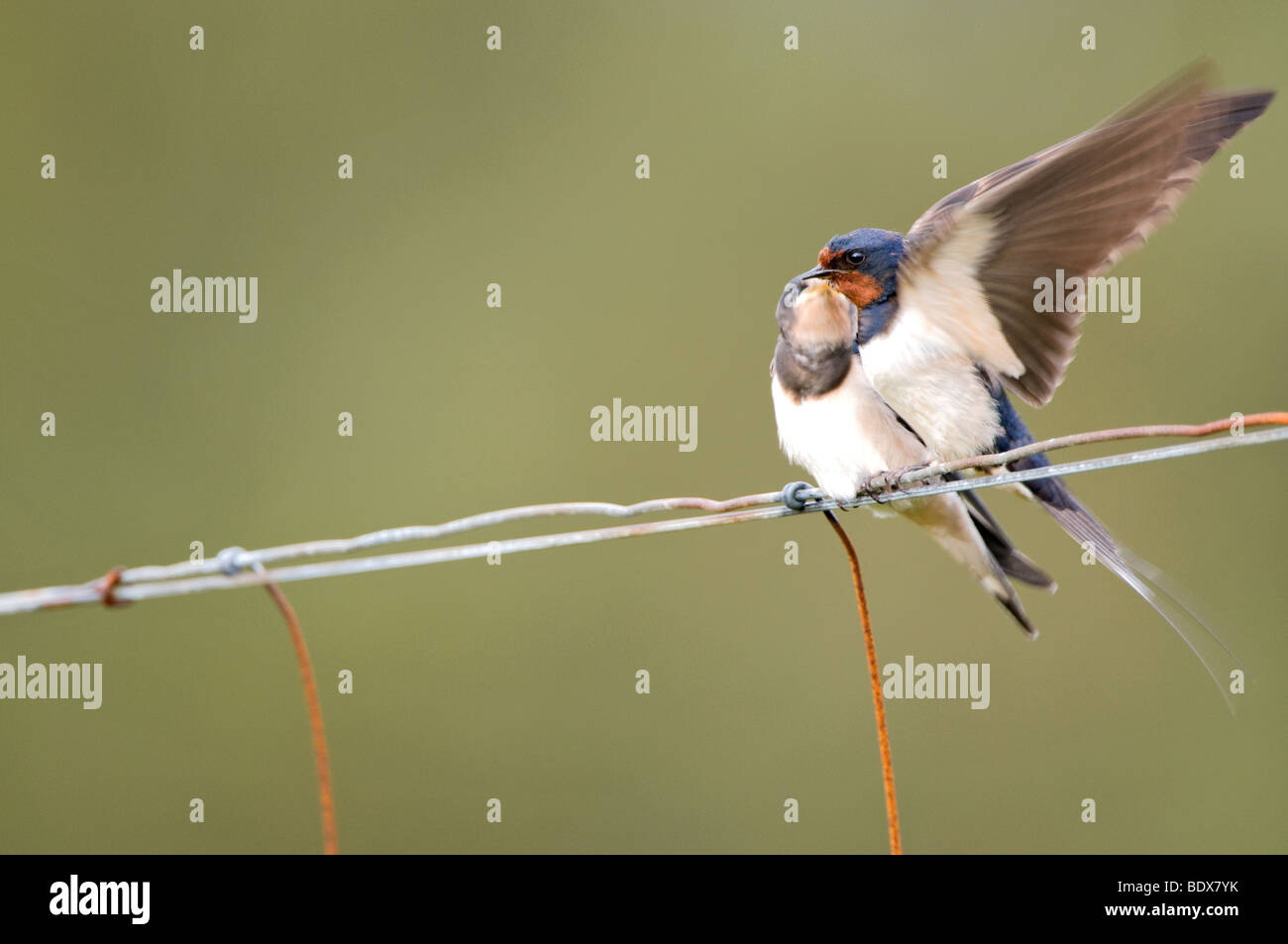Baby Swallow(Hirundo rustica) Being Fed Stock Photo - Alamy