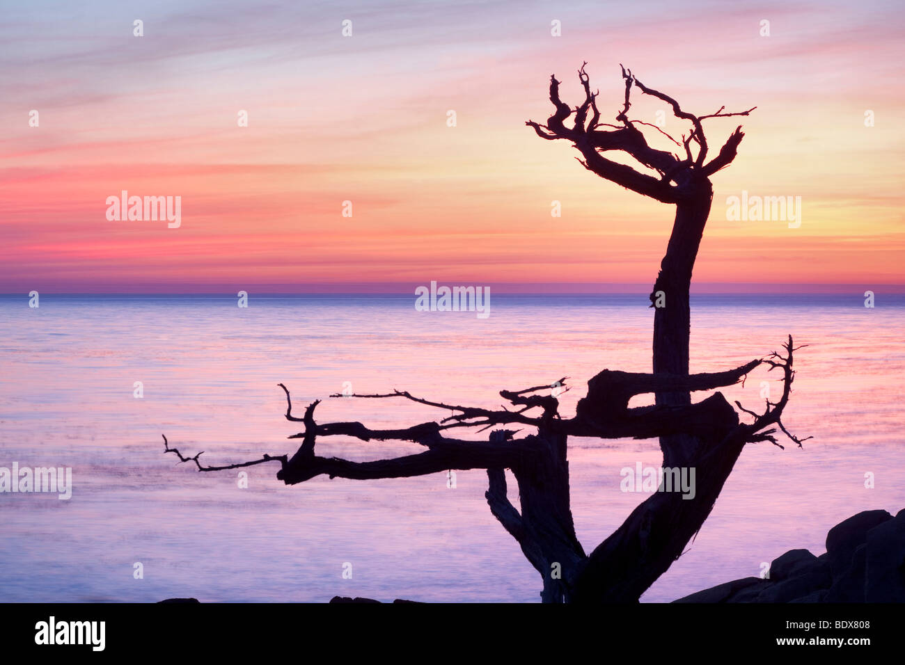 Cypress tree hi-res stock photography and images - Alamy