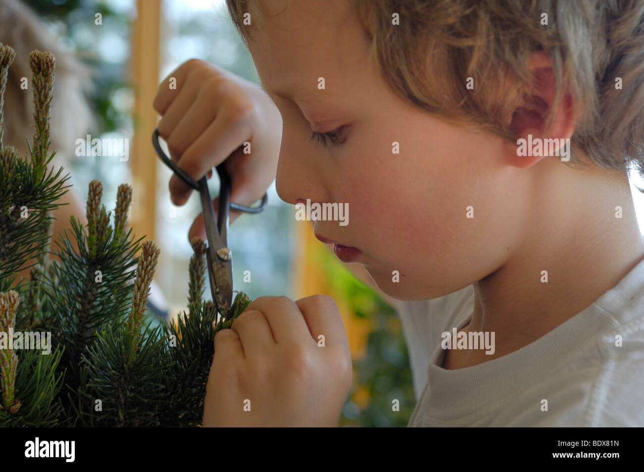 10-year-old boy cutting a bonsai tree Stock Photo - Alamy
