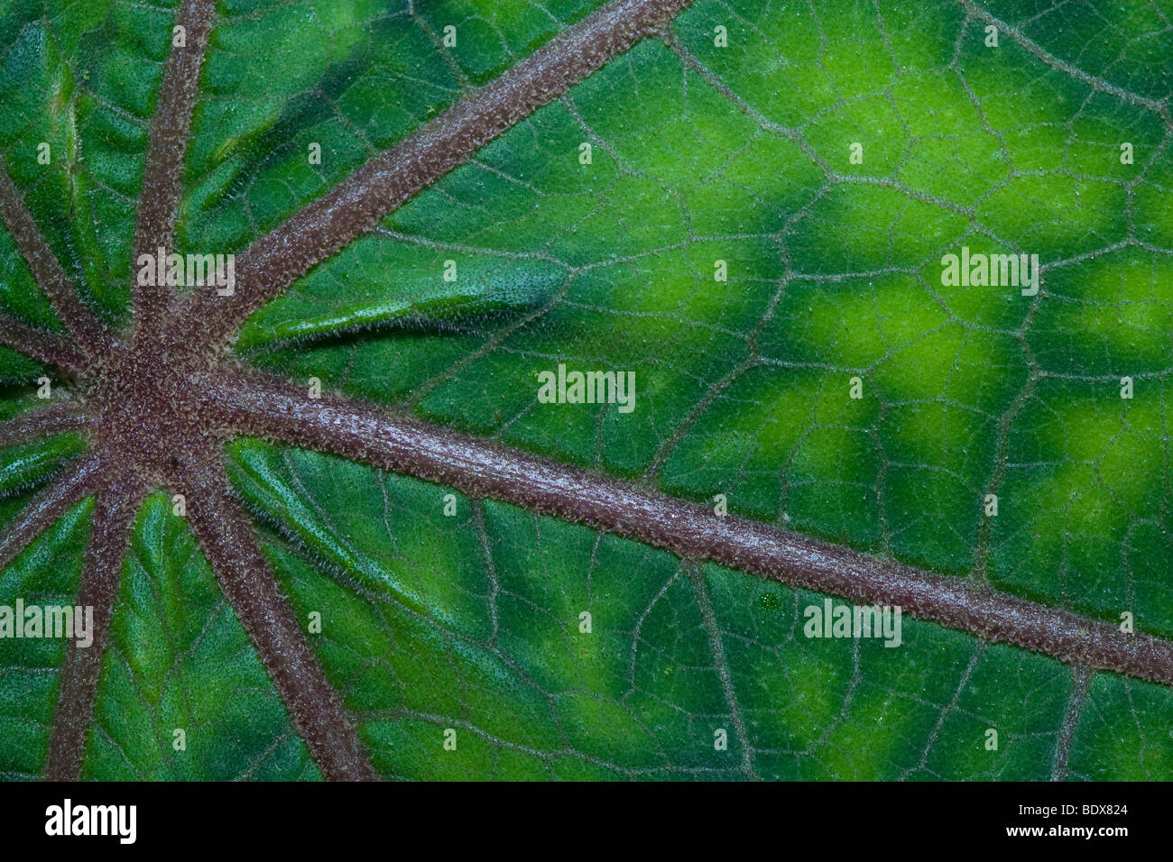 Close-up of a leaf. Photographed in the mountains of Costa Rica Stock ...