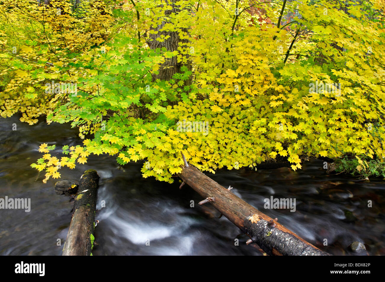 Fall colored Vine Maple trees with dead tree and Lake Creek. Central ...