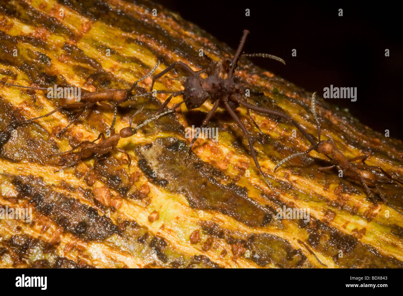 A soldier leaf-cutter ant is immobilized by a number of smaller worker ...