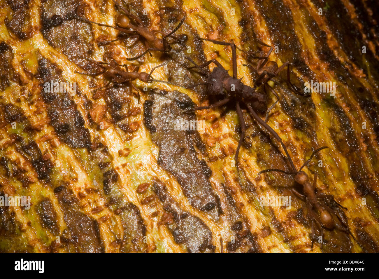 A soldier leaf-cutter ant is immobilized by a number of smaller worker ...