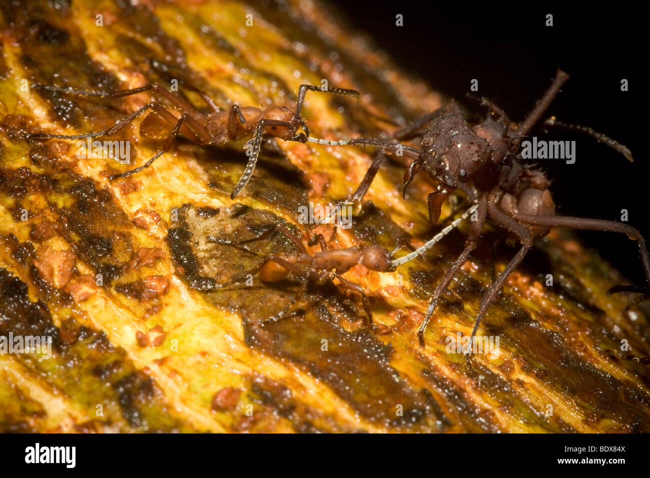 A soldier leaf-cutter ant is immobilized by a number of smaller worker ...