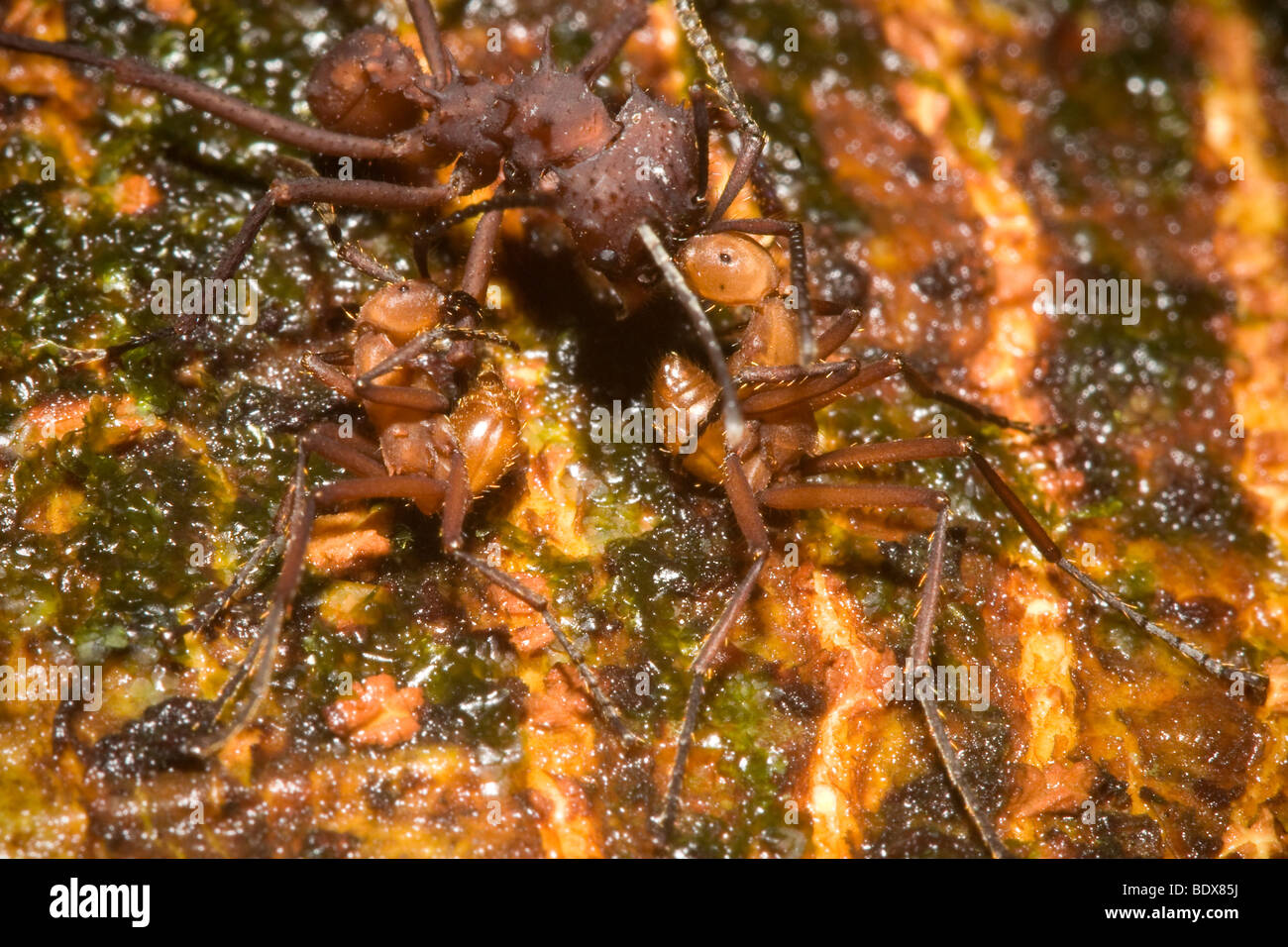 A soldier leaf-cutter ant is immobilized by a number of smaller worker ...