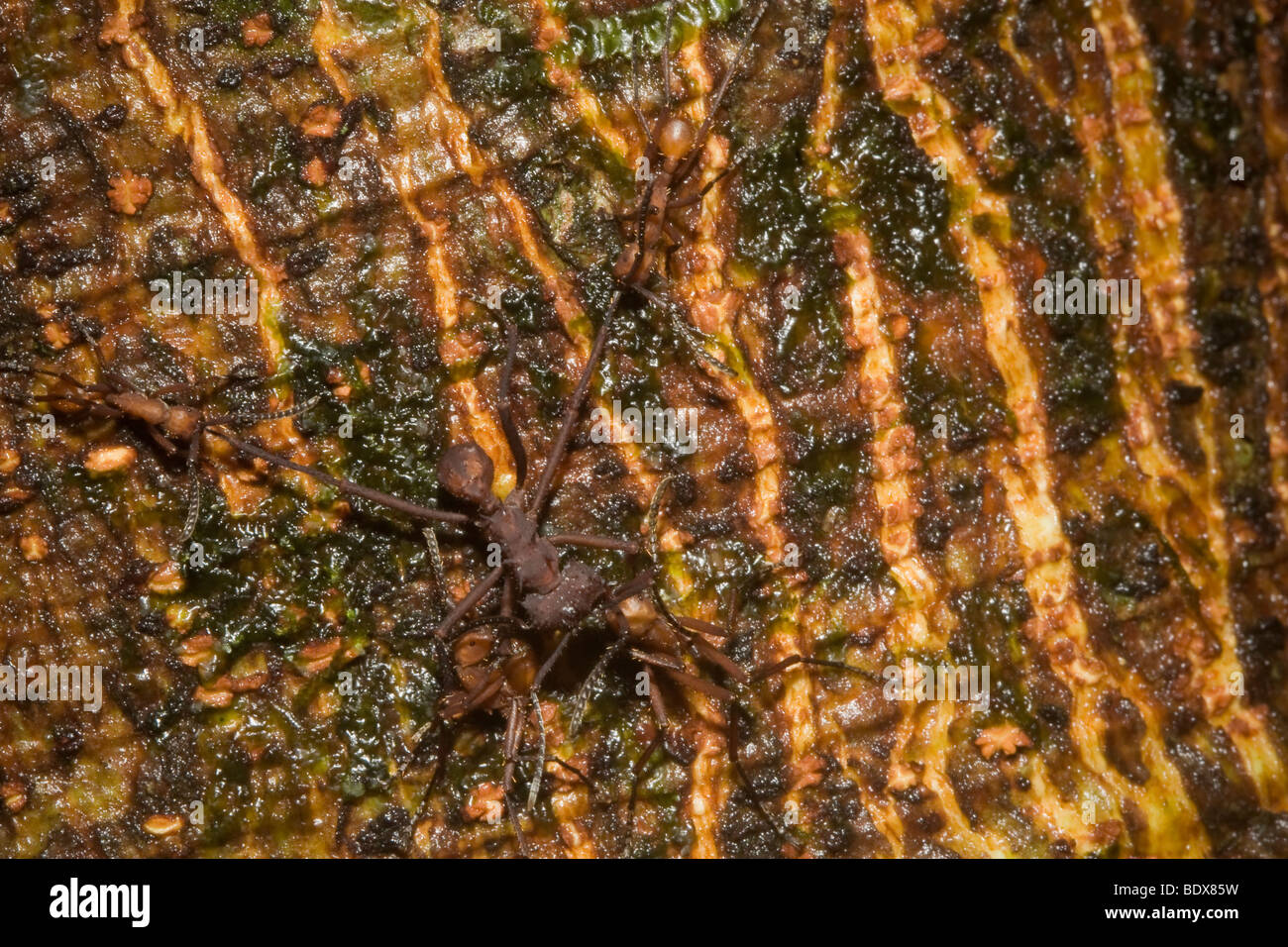 A soldier leaf-cutter ant is immobilized by a number of smaller worker ...