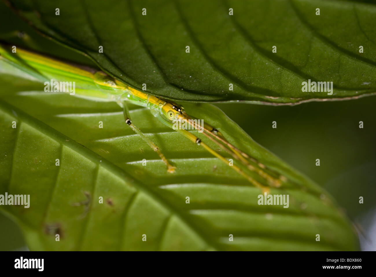 Stick insect, also known as a walking stick, concealed between two ...