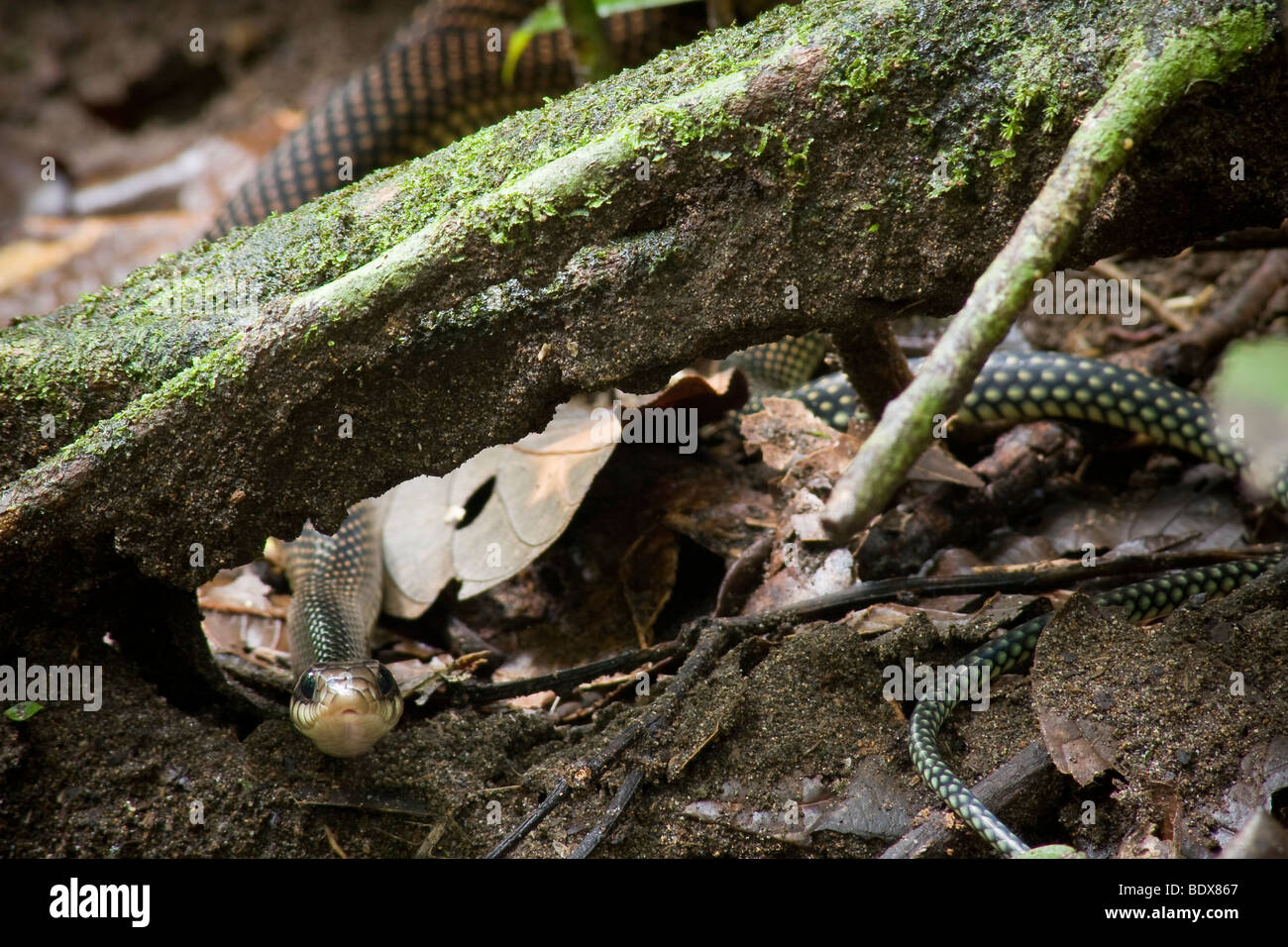 A speckled racer snake (Drymobius margaritiferus) pauses as it passes ...