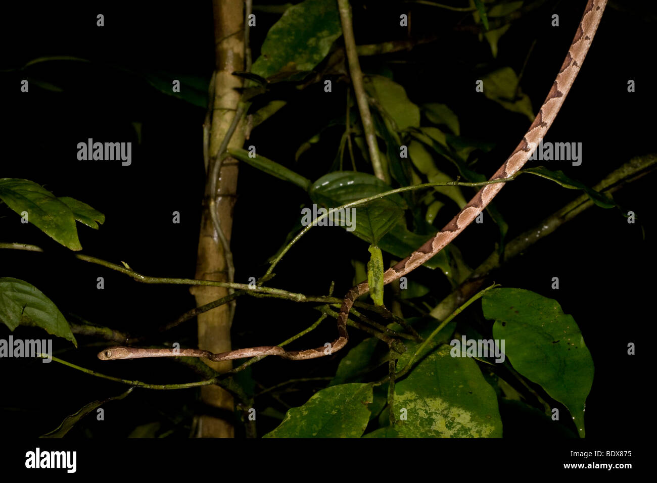 Blunt headed tree snake costa rica hi-res stock photography and images ...