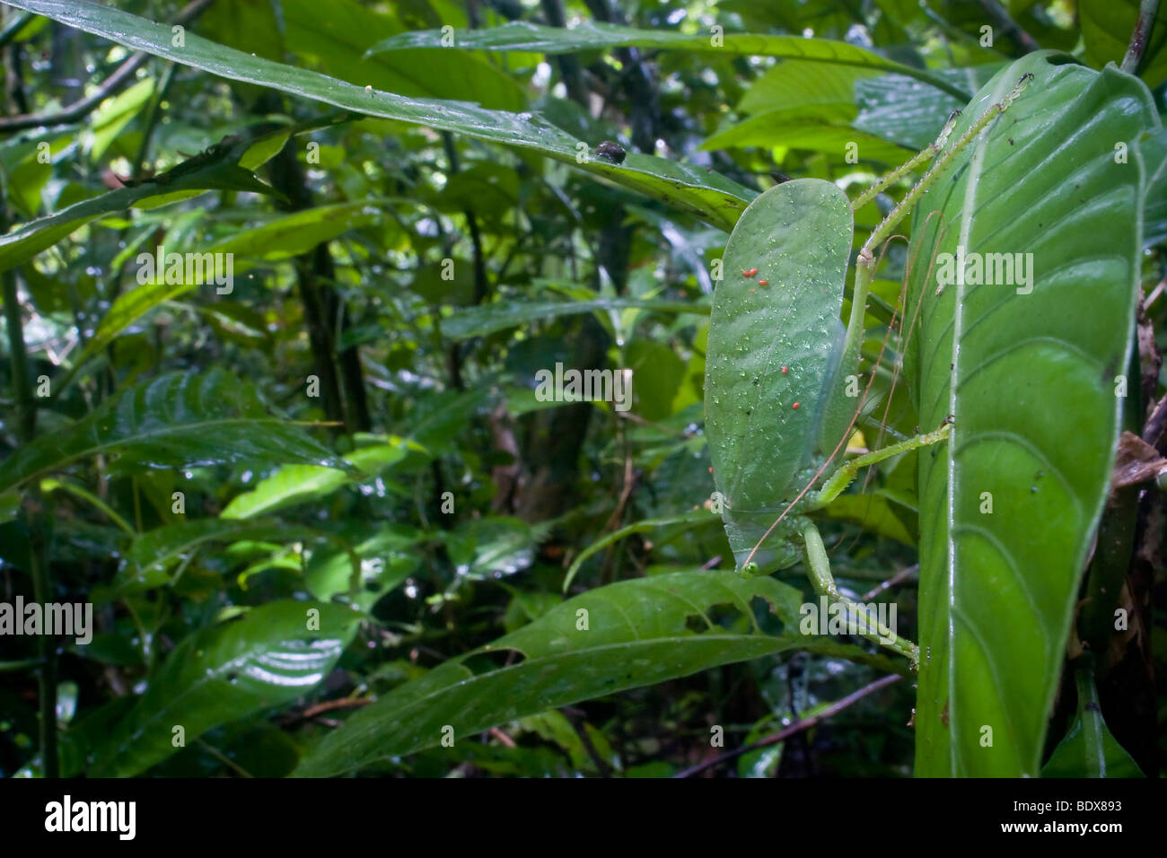 A well-camouflaged katydid, family Tettigoniidae, also known as a bush ...