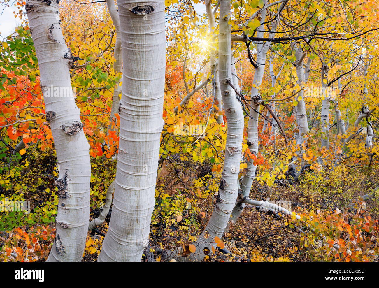 Close up of fall color and trunks of aspen trees and sun. Inyo National ...