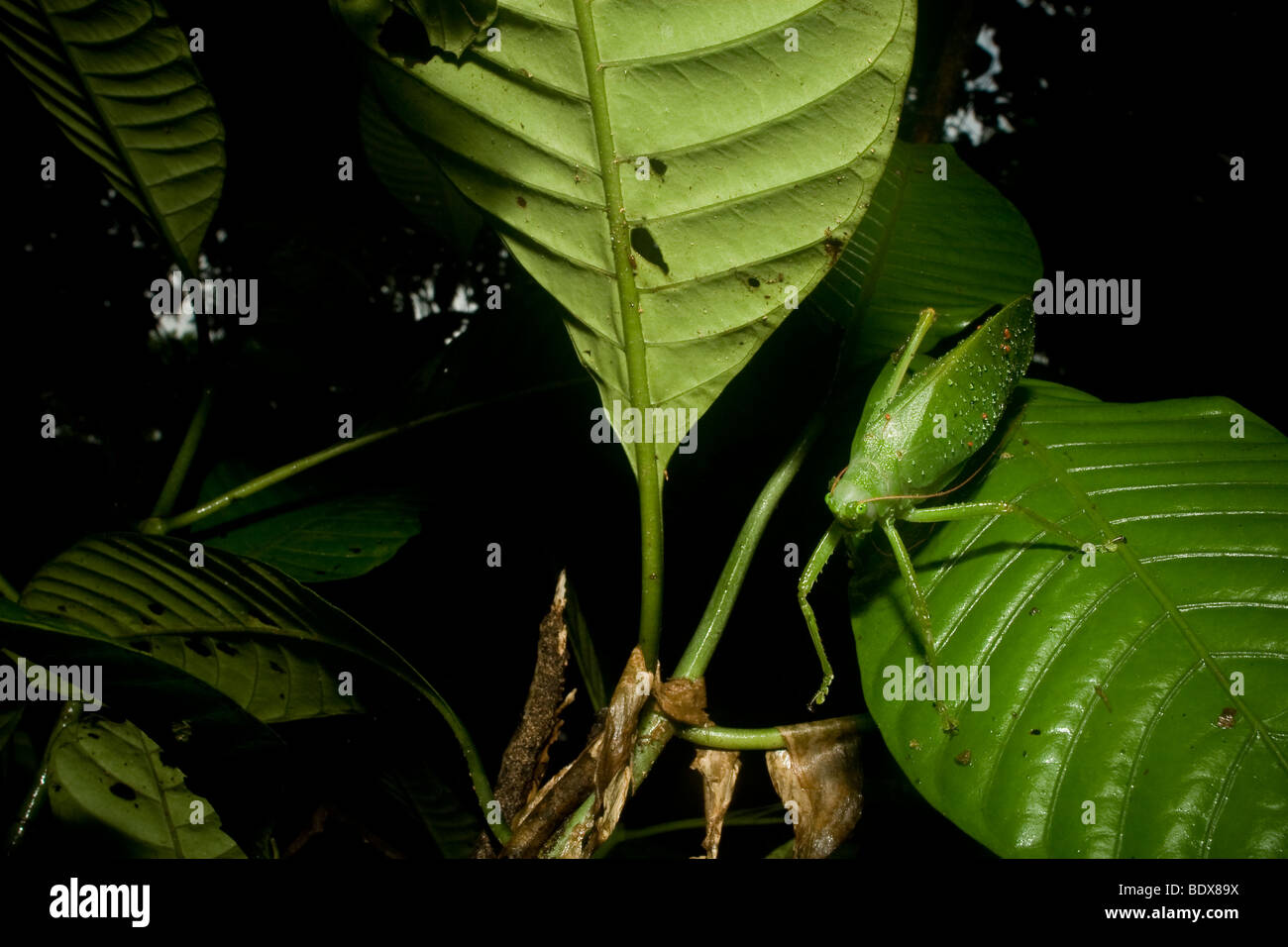 Katydid, family Tettigoniidae, also known as a bush cricket, in the ...