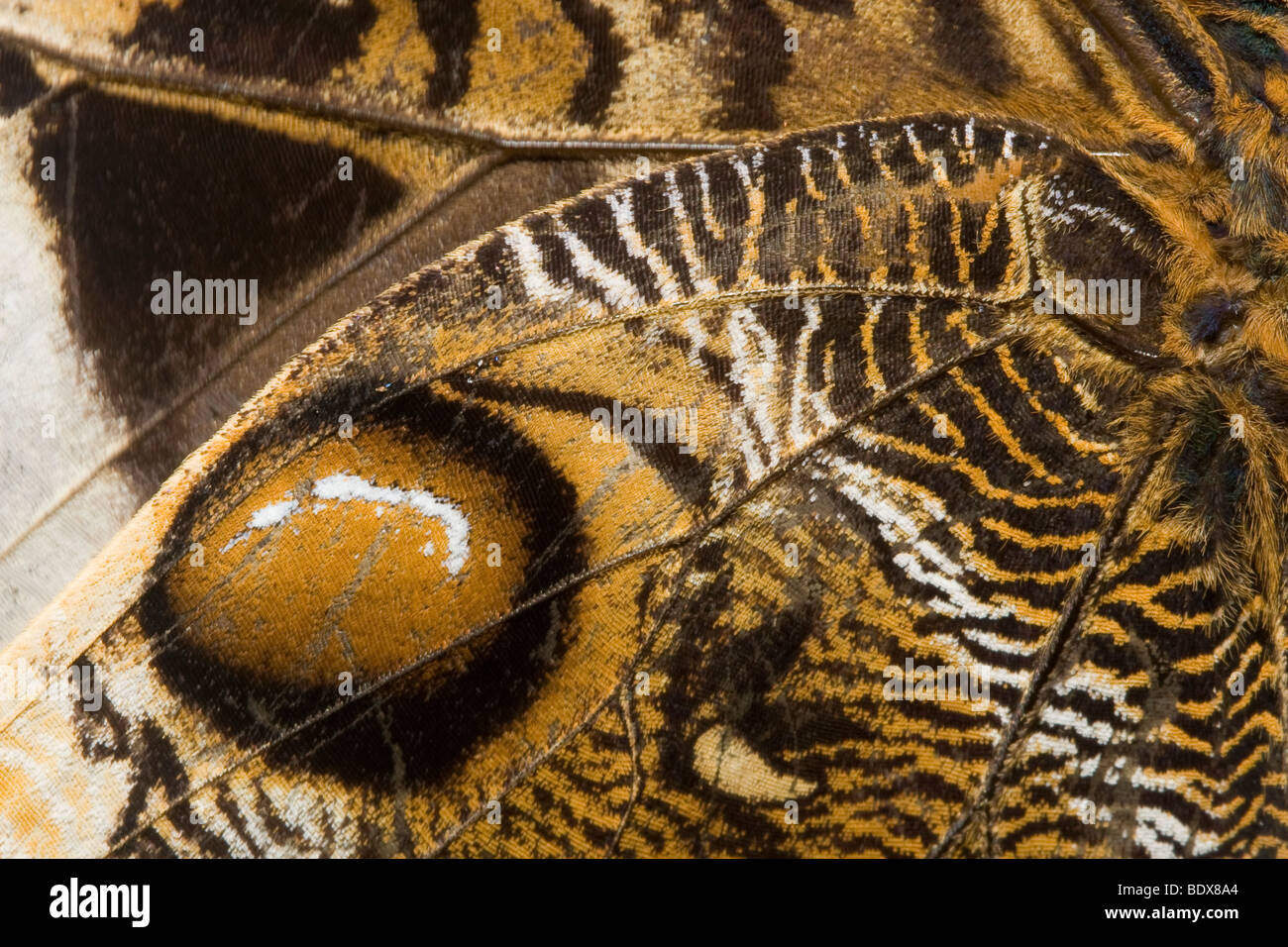 Close-up of a tropical butterfly wing, order Lepidoptera. Photographed ...