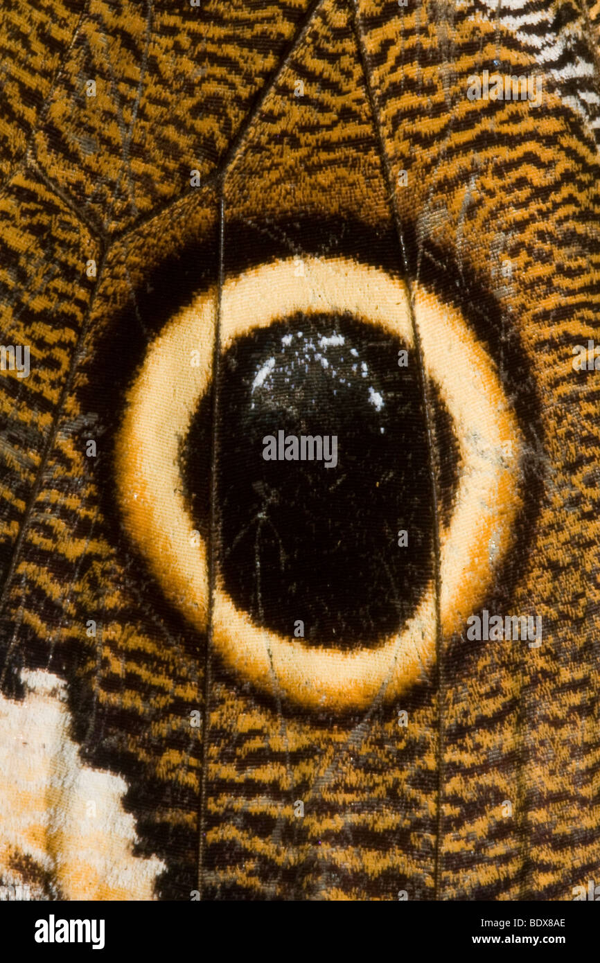 Close-up of a tropical butterfly wing, order Lepidoptera. Photographed ...