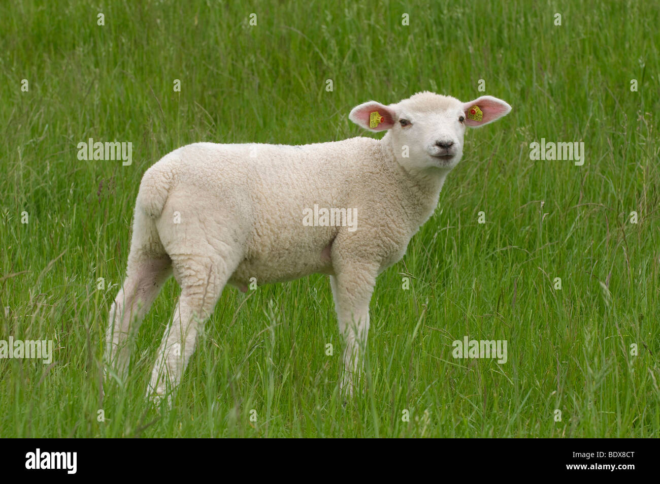 Sheep looking at viewer hi-res stock photography and images - Alamy