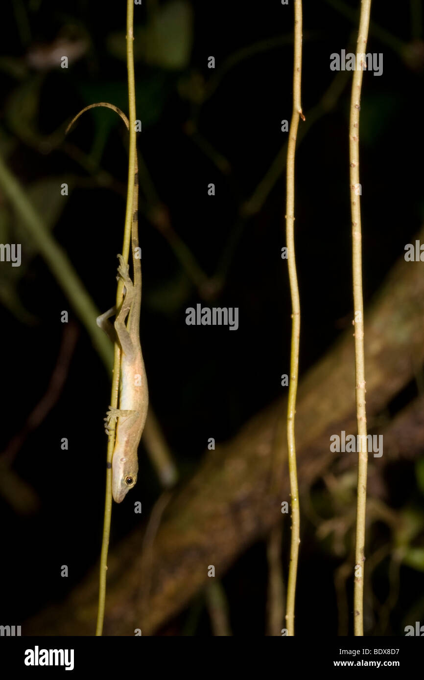 A slender anole (Anolis limifrons) prepares to spend the night hanging ...