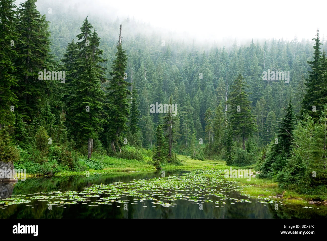 Rain forest in mist, Cypress Provincial Park, West Vancouver, British ...