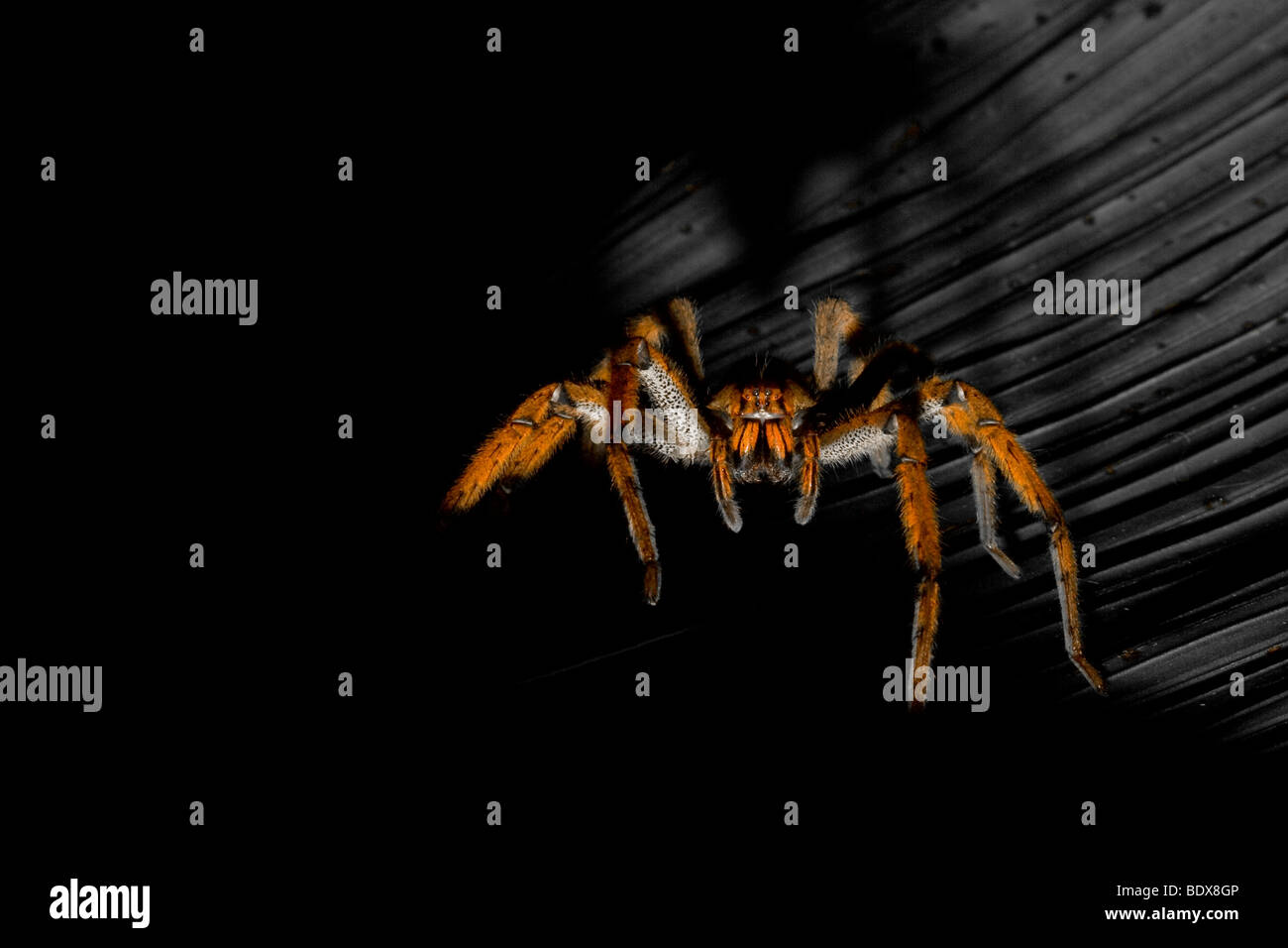 Bright orange tropical spider at night. Photographed in Costa Rica ...