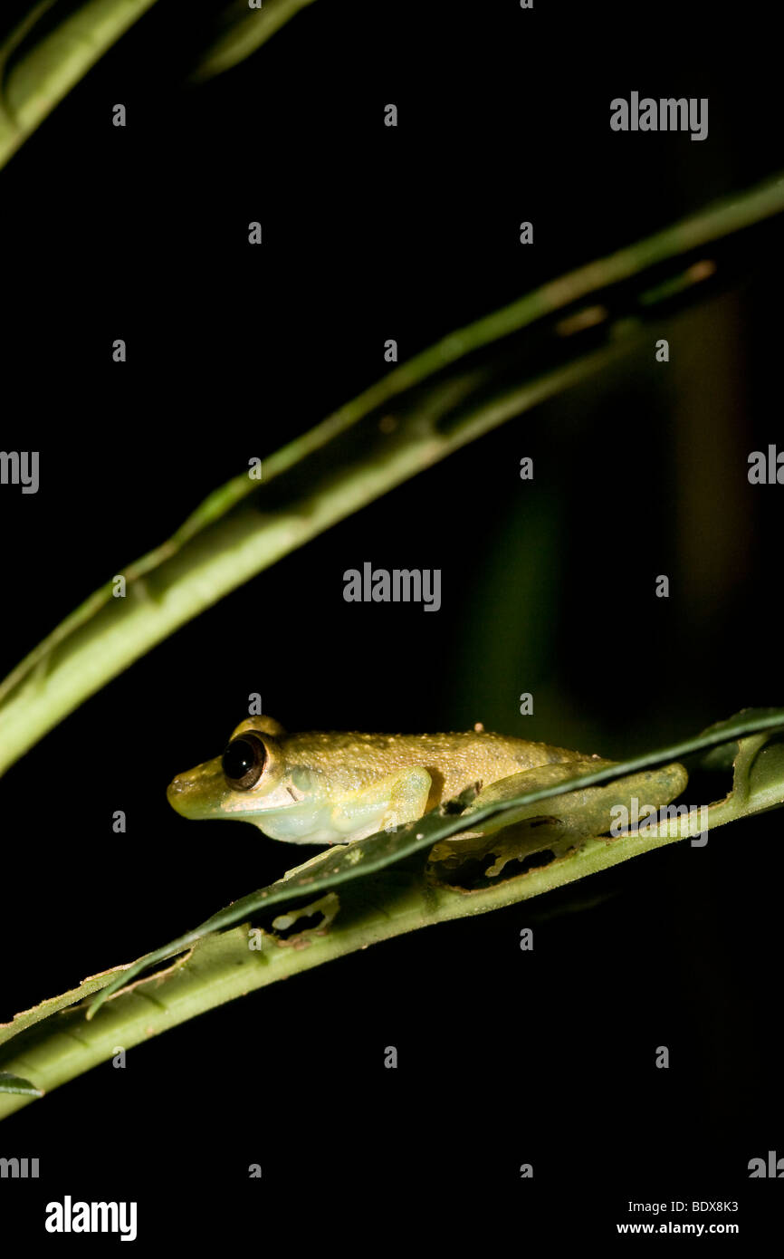 Tropical frog hi-res stock photography and images - Alamy