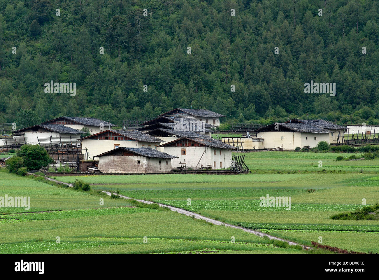 East Tibetan village, traditional farm houses in grain fields in ...