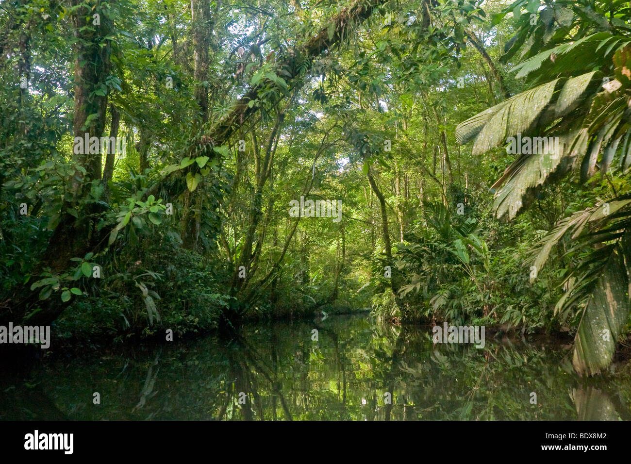 Backwater tributary of a river in the lowland tropical rainforest of ...