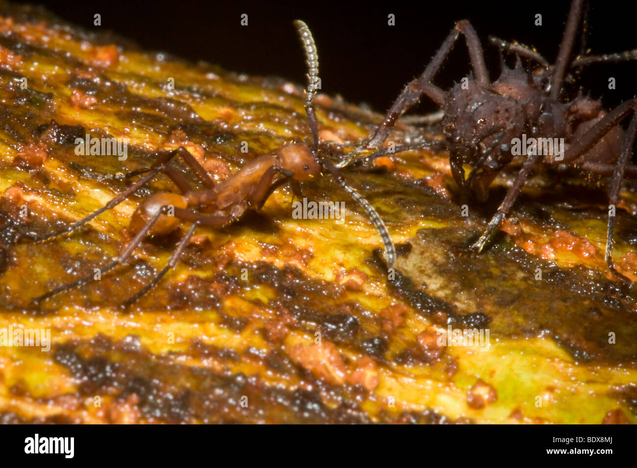 A soldier leaf-cutter ant is immobilized by a number of smaller worker ...
