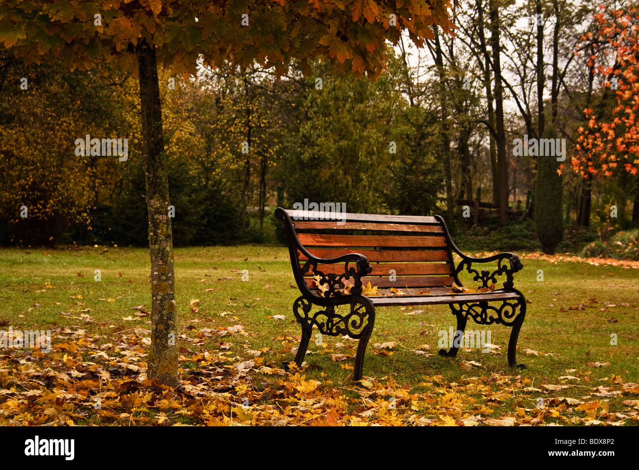 bench in a park in autumn Stock Photo - Alamy