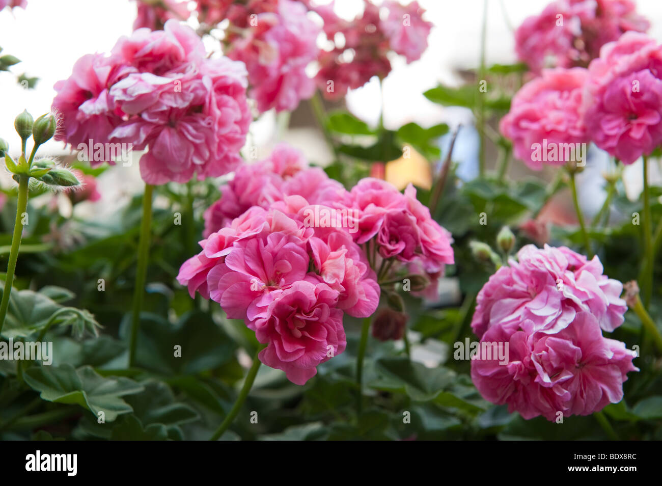 Pink Geraniums growing in a window box in Honfleur , Normandy , France ...