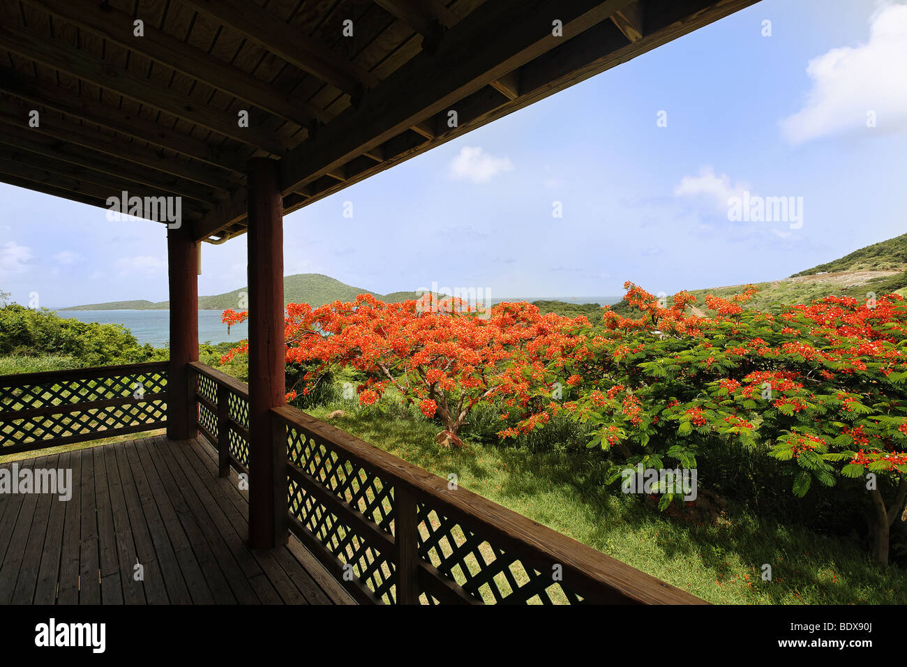 High Angle View of Blooming Flamboyan Trees, Tamarind Bay, Culebra ...