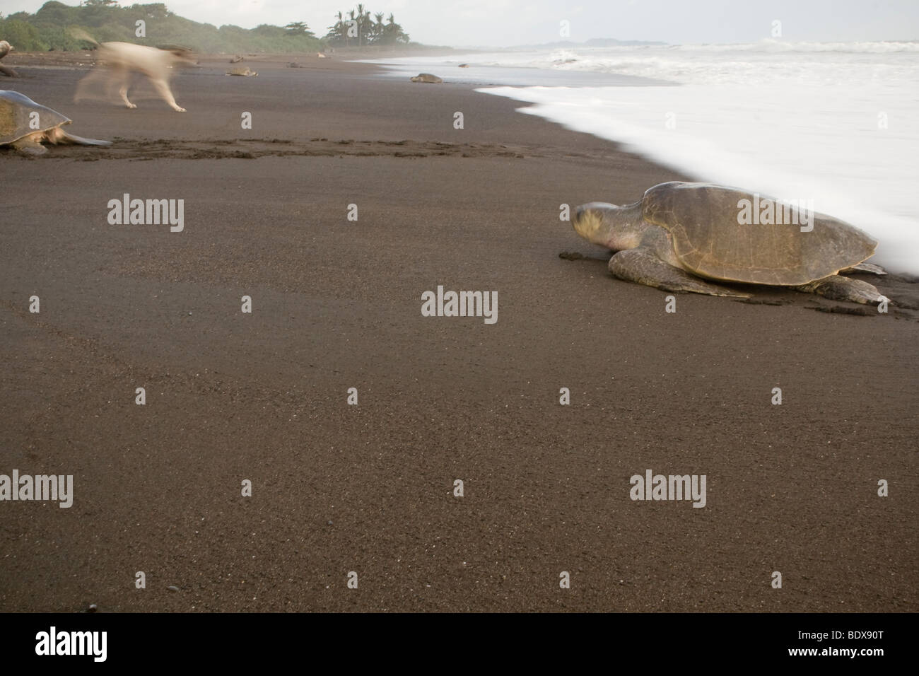 Female olive ridley sea turtles, climbing onto land to lay eggs; a ...