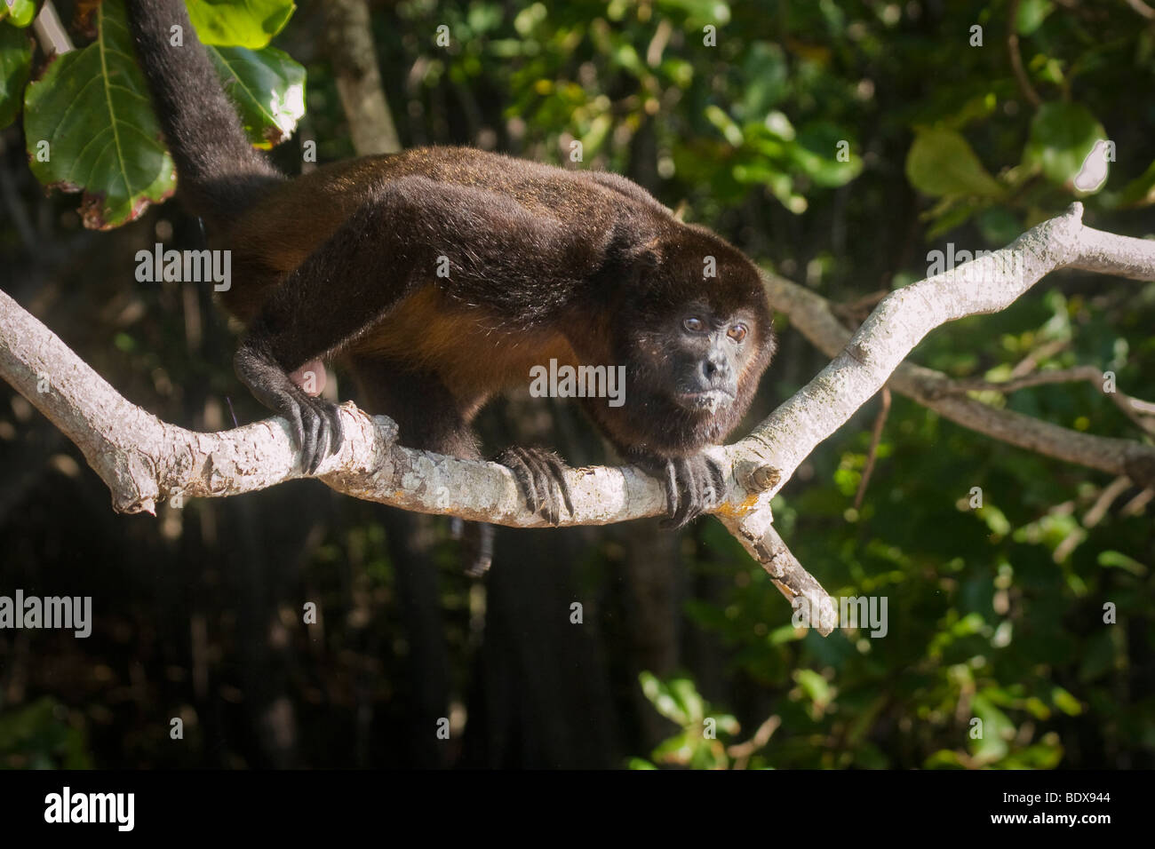 Male howler monkey, Alouatta palliata, perched in a tree. Photographed ...