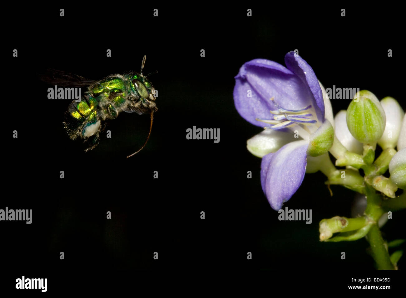 Bug with long proboscis hi-res stock photography and images - Alamy