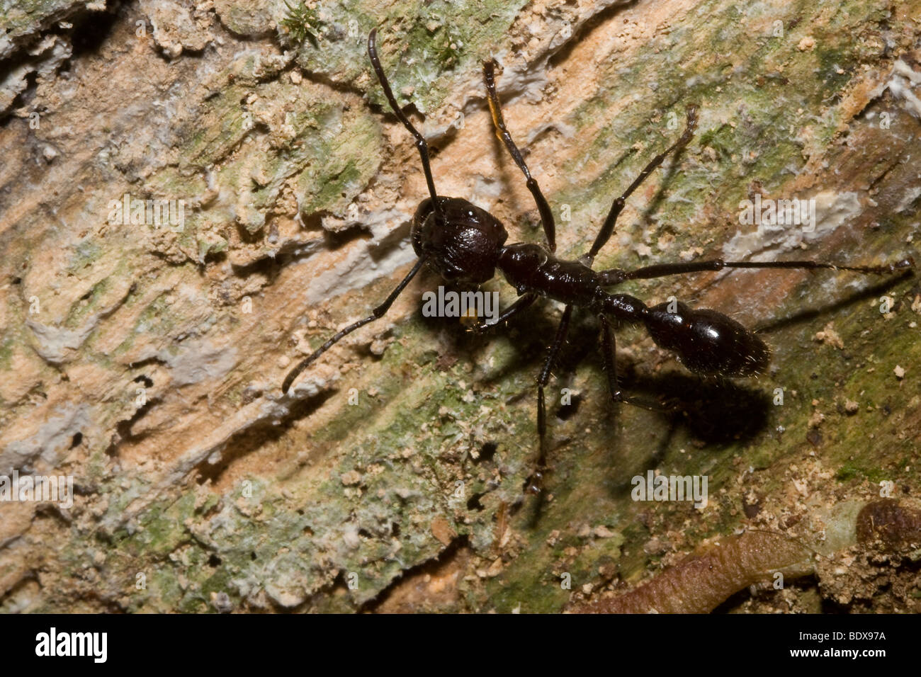 Highly toxic bullet ant in the lowland tropical rainforests of Costa ...