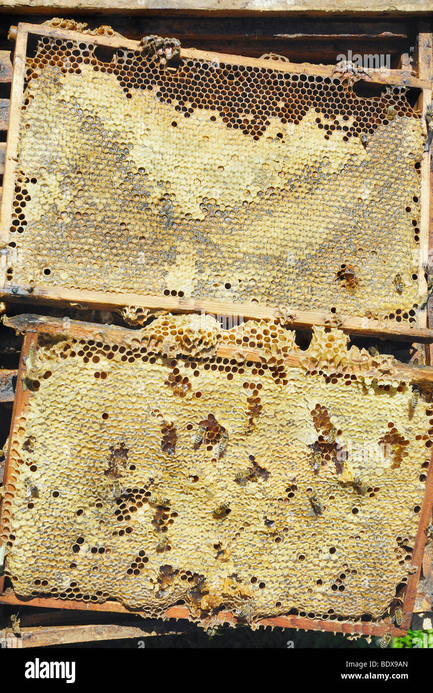 Harvested honey combs closed up with wax, honey cells Stock Photo - Alamy